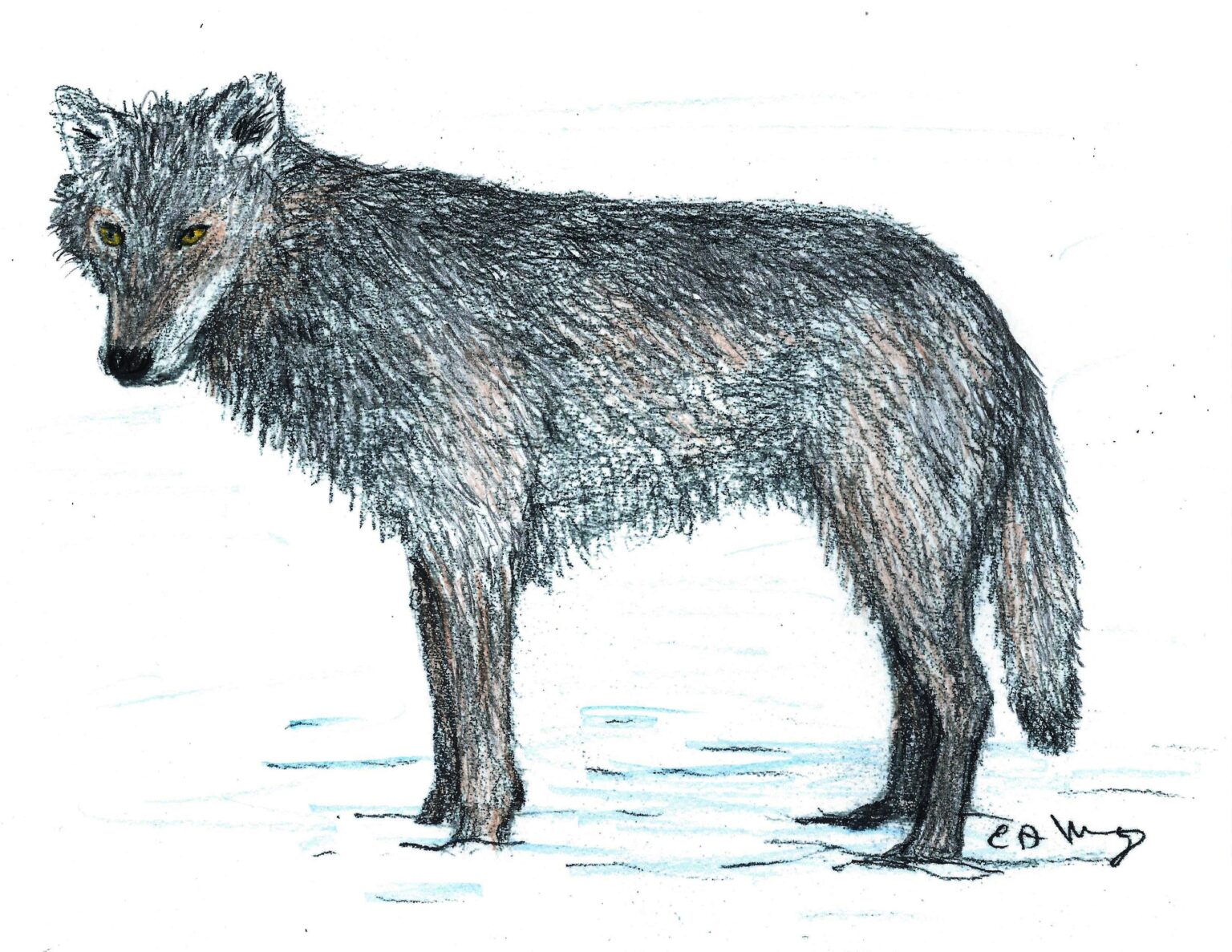 Author's Blog - Dreamer Books: An Ice Age Saga